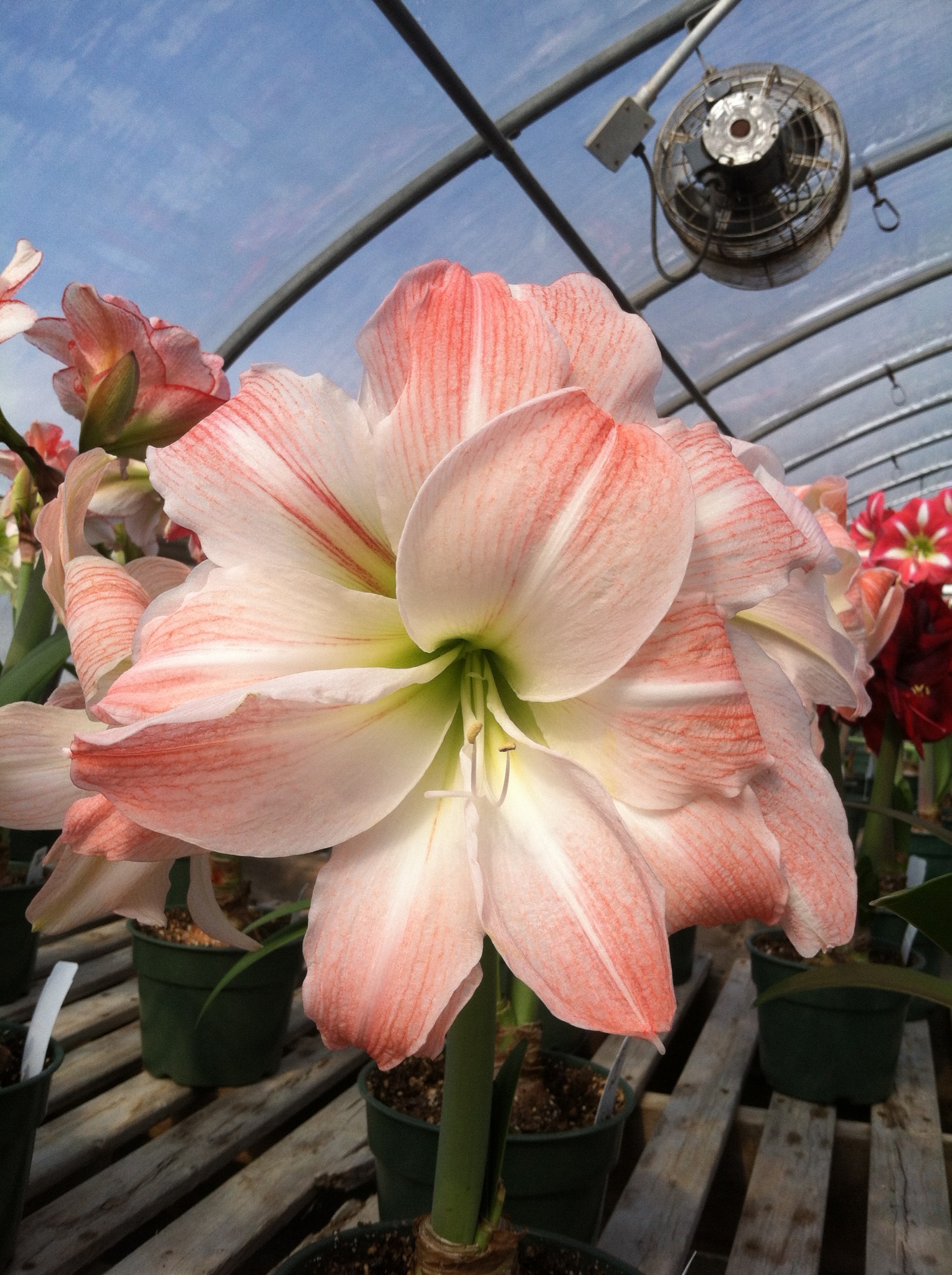 The Amaryllis Trials Are On - White Flower Farm's blog