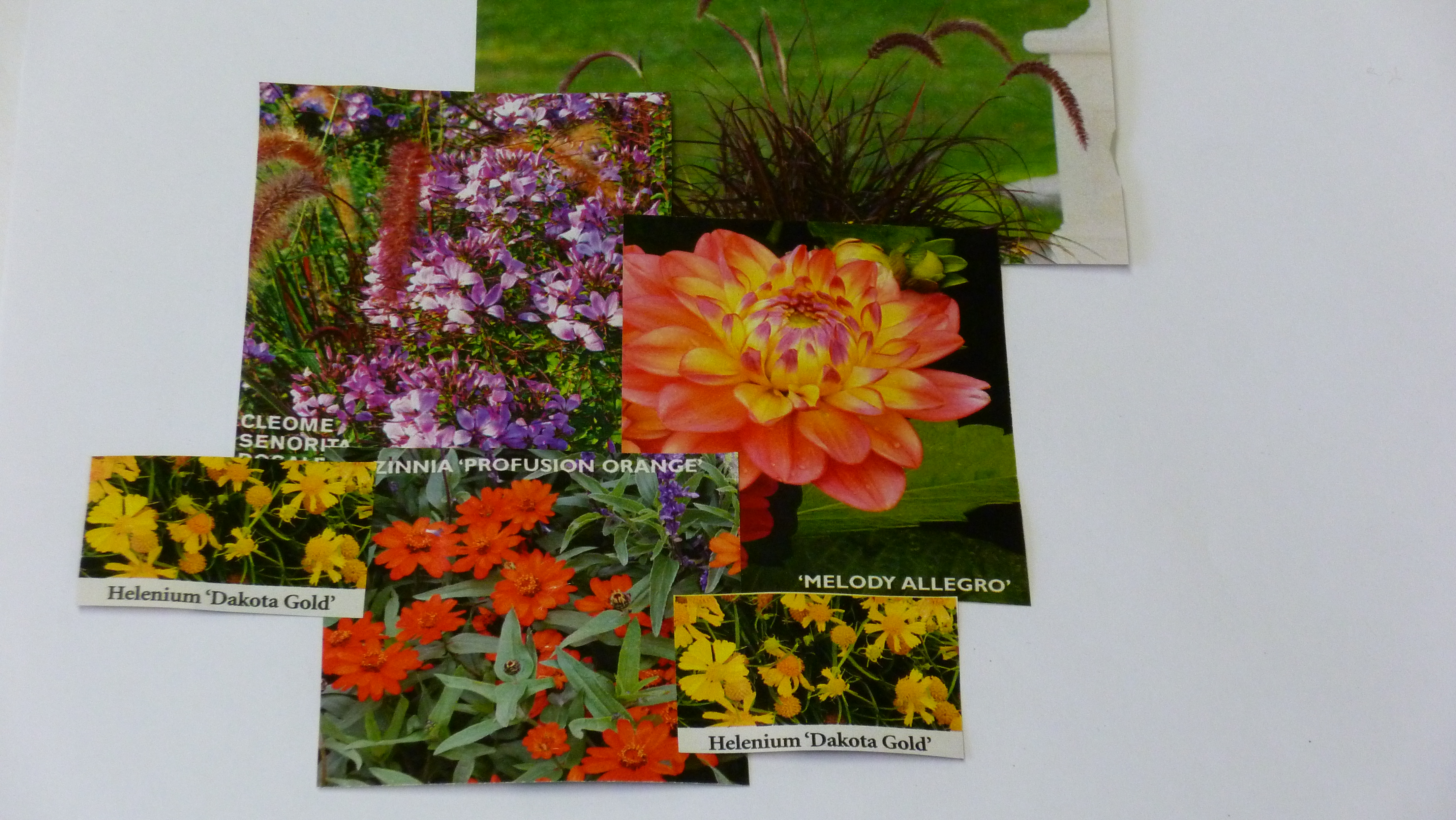 3. gardening in february_a plant grouping_2016 - White Flower Farm's blog