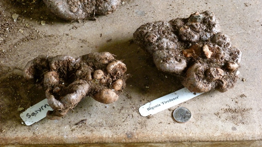 Our Tuberous Begonias - Chapter 1: Waking Up the Tubers - White Flower ...