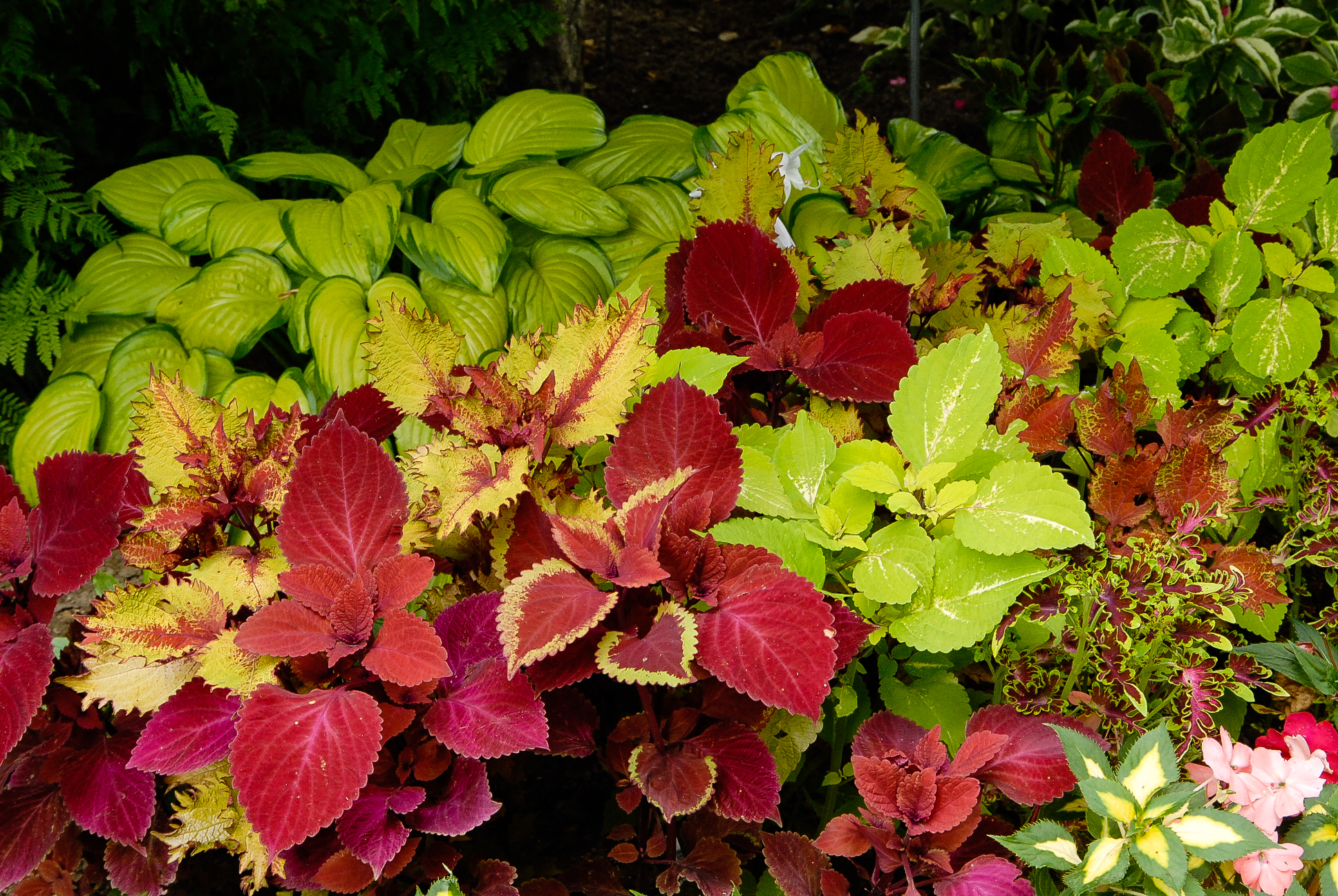 coleus_variety with hosta & impatiens - White Flower Farm's blog