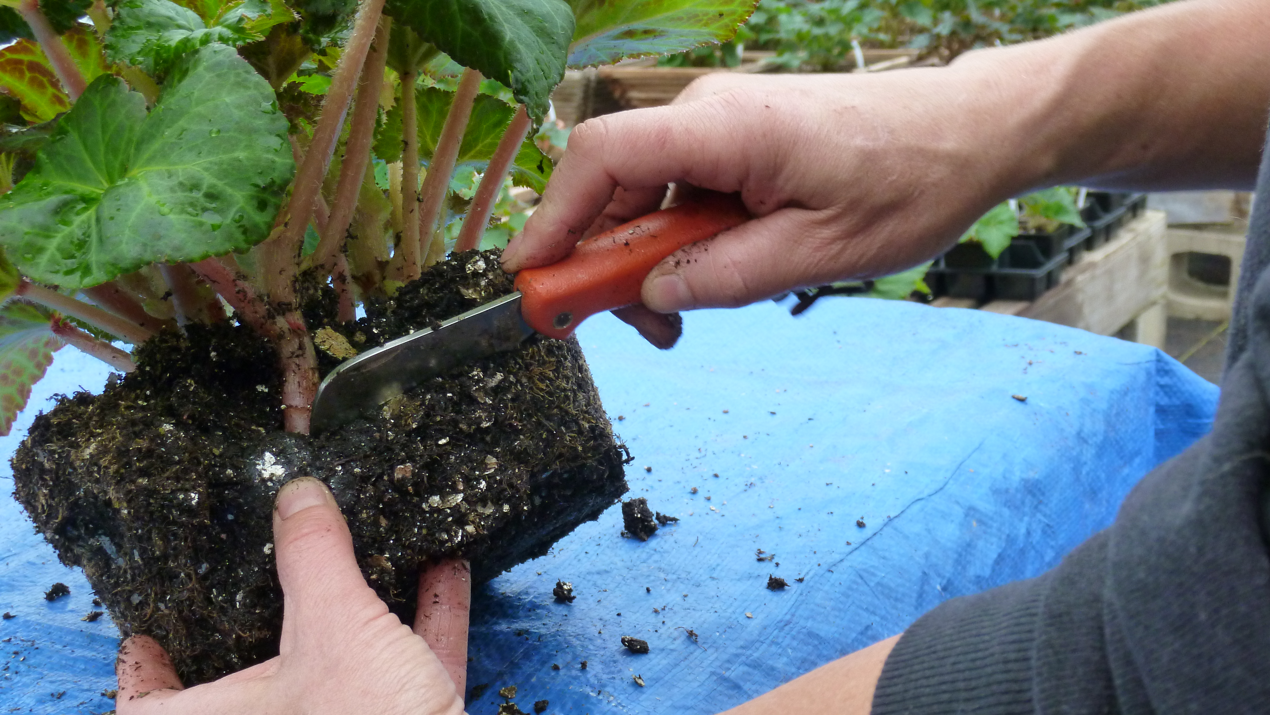 9. some of the tuberous varieties tend to have lots of active eyes that ...