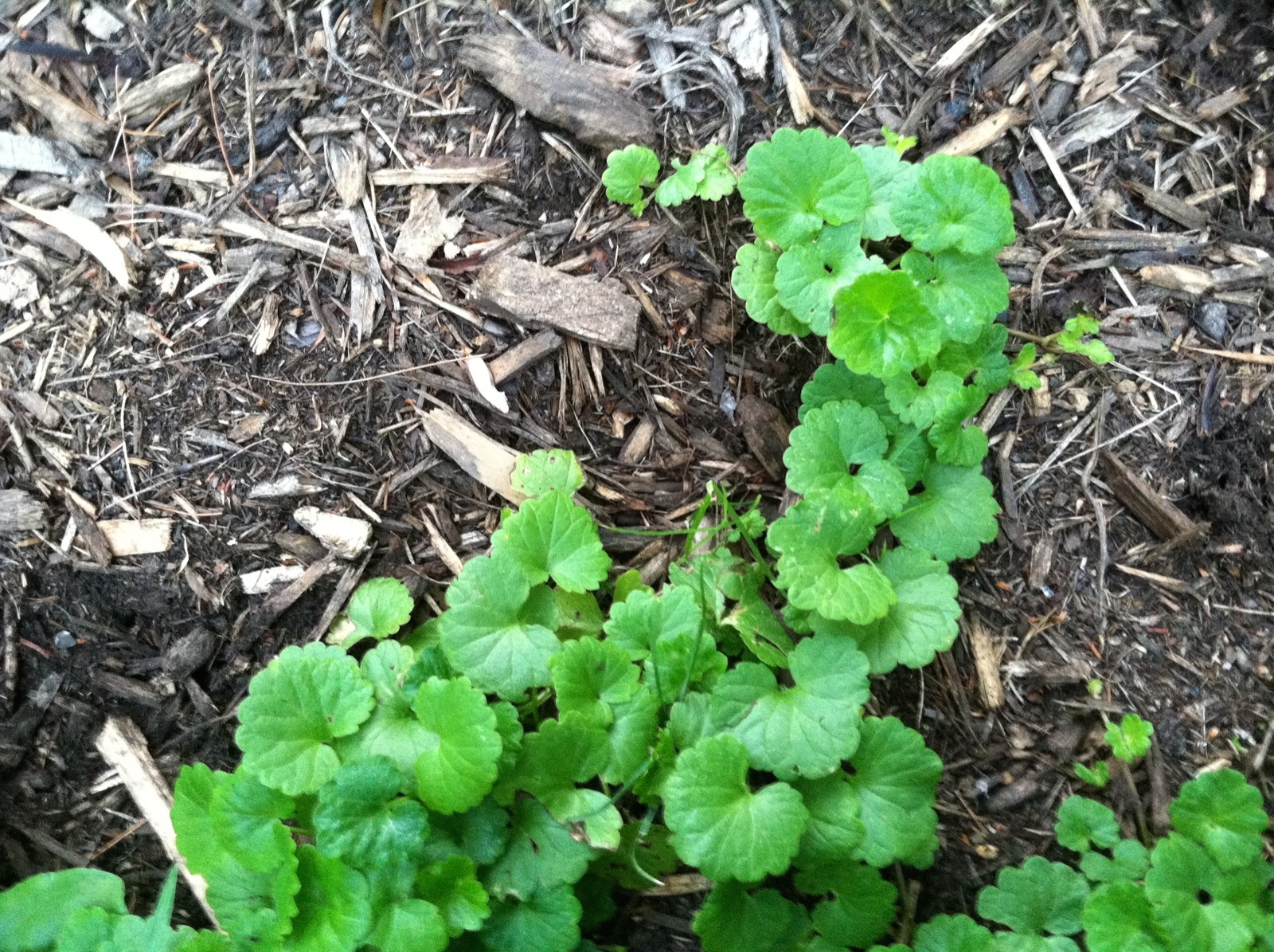 What’s That Weed? 10 Common North American Weeds - White Flower Farm's blog