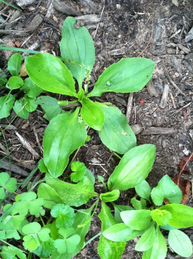 What’s That Weed? 10 Common North American Weeds - White Flower Farm's blog