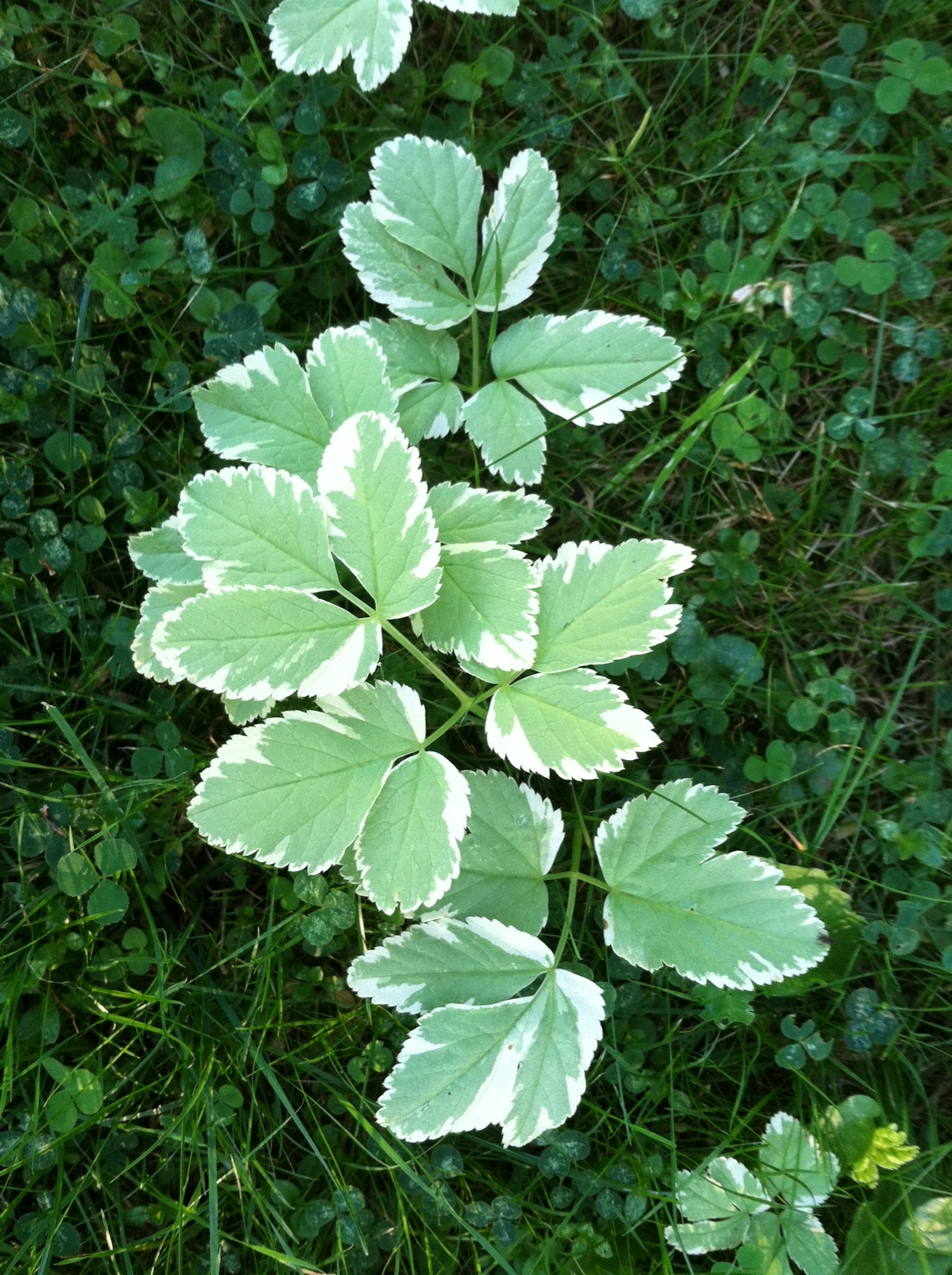 What’s That Weed? 10 Common North American Weeds - White Flower Farm's blog