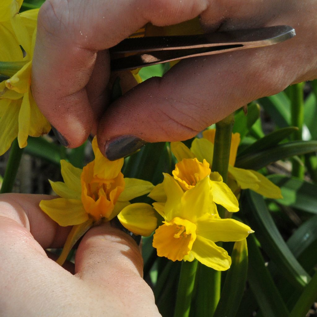 Breeding Daffodils - White Flower Farm's blog