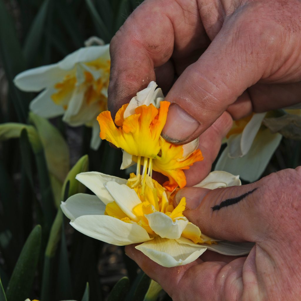 Breeding Daffodils - White Flower Farm's blog
