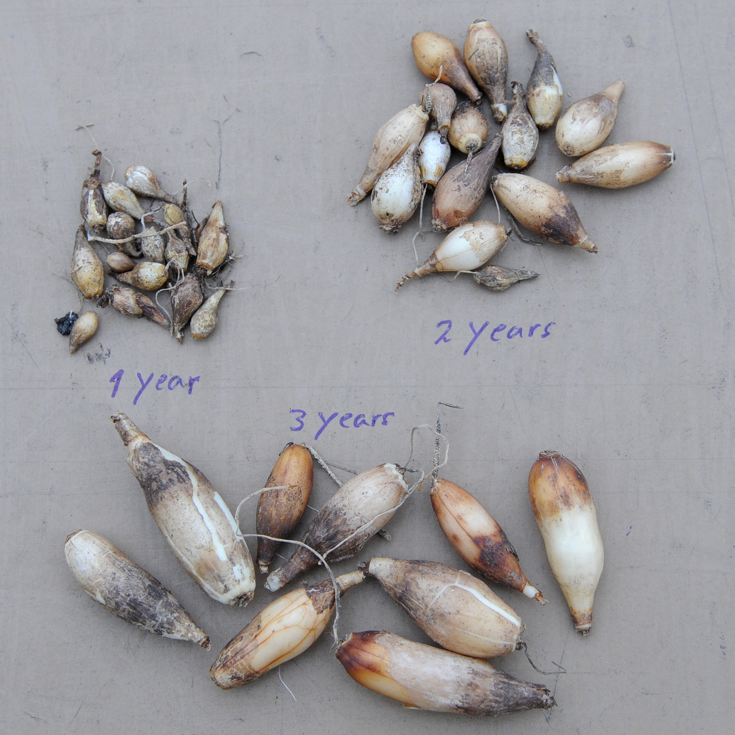 Breeding Daffodils - White Flower Farm's blog