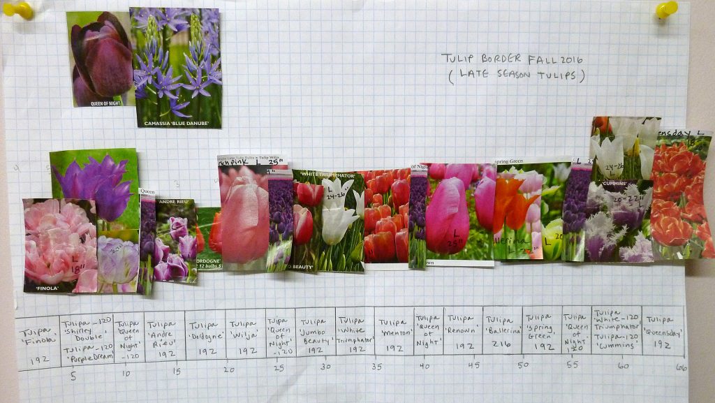 Planting the Tulip Border: Going for Drama - White Flower Farm's blog