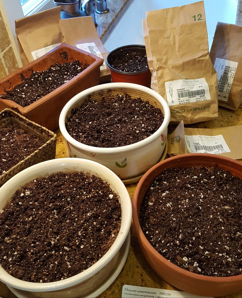 Forcing Bulbs – It’s Easier Than You Think - White Flower Farm's blog