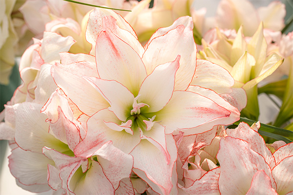 Staff Members Choose Their Favorite Amaryllis - White Flower Farm's blog