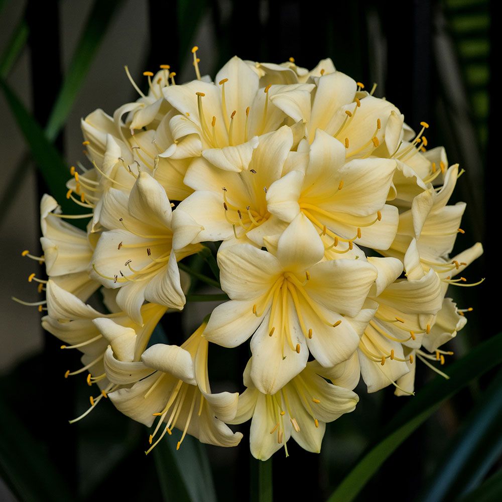 Break-Through Clivia Bred by Longwood Gardens - White Flower Farm's blog