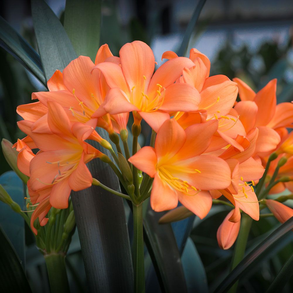 clivia Archives - White Flower Farm's blog
