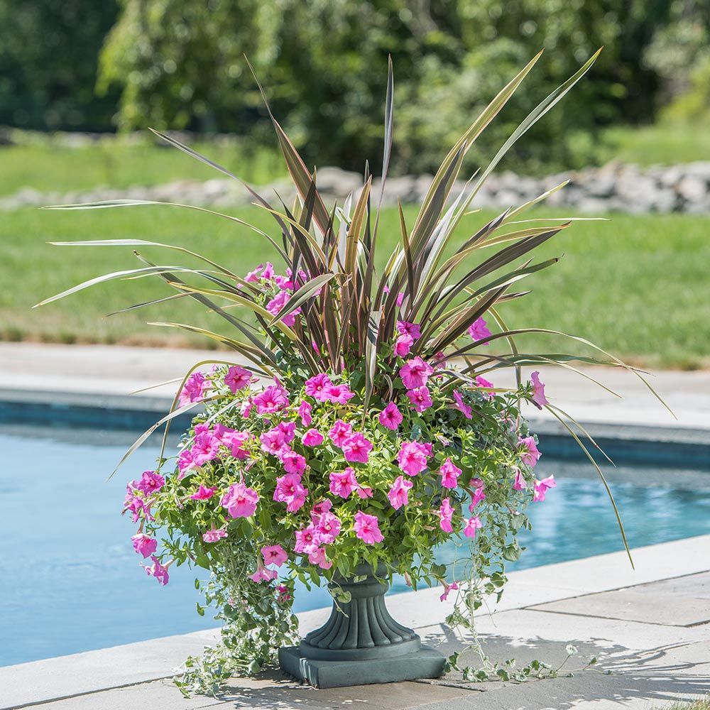 Create Beautiful, Successful Patio Pots - White Flower Farm's blog
