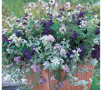 Create Beautiful, Successful Patio Pots - White Flower Farm's blog