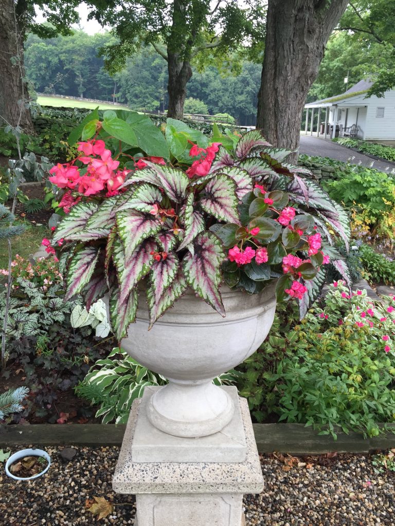 Create Beautiful, Successful Patio Pots - White Flower Farm's blog