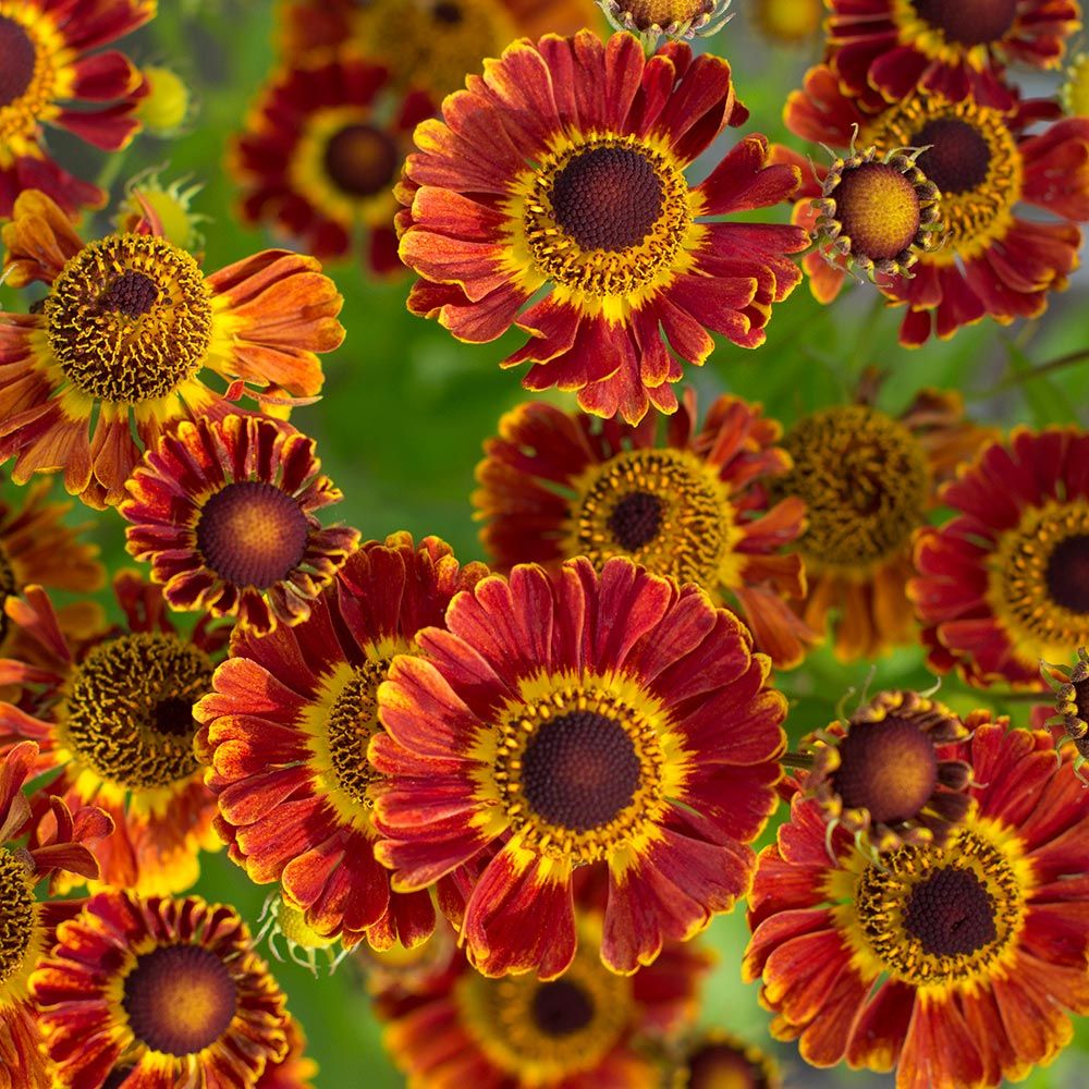 Native Plants for Autumn Interest - White Flower Farm's blog