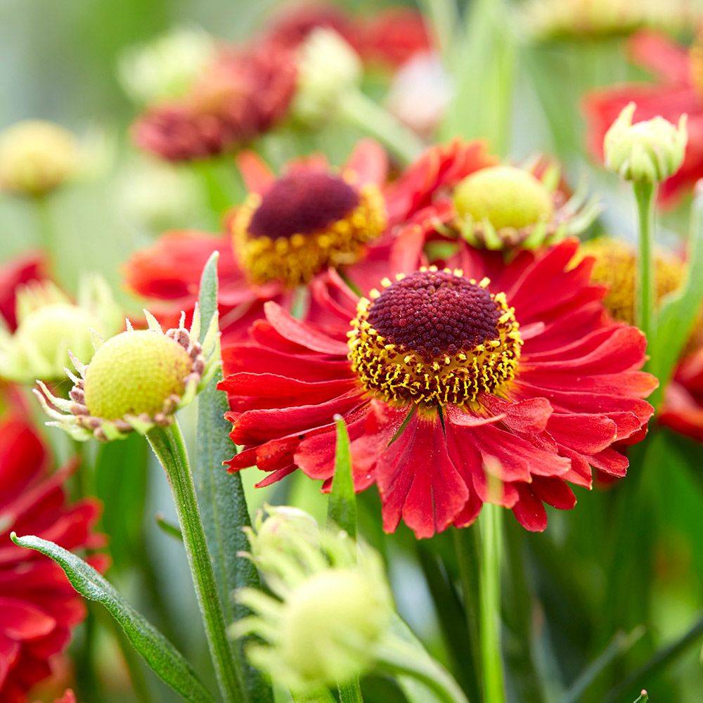 Helenium Mariachi Ranchera - White Flower Farm's blog