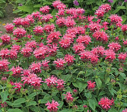 Customer Favorites for Fall Planting - White Flower Farm's blog