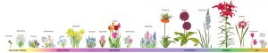 Plan Now for Succession of Spring Blooms - White Flower Farm's blog