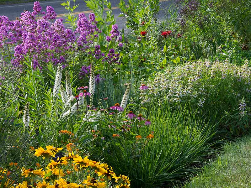 Native Plant Garden - White Flower Farm's blog
