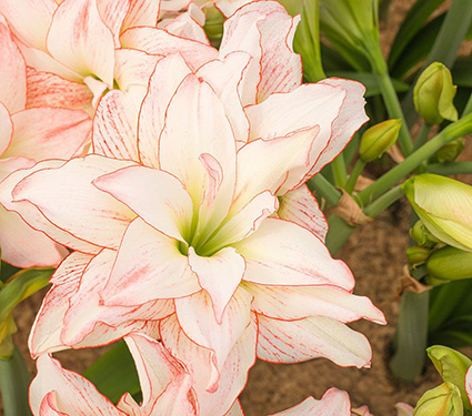 Amaryllis 'Aphrodite' - White Flower Farm's blog