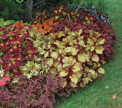 Create a Dramatic Patio Container - White Flower Farm's blog