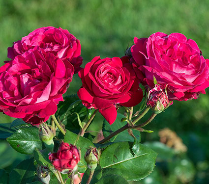 Hard to Find Garden Treasures - White Flower Farm's blog