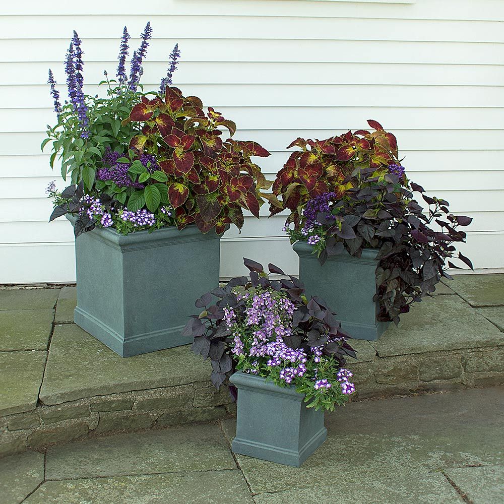 New Ways to Feature Your Favorite Plants - White Flower Farm's blog