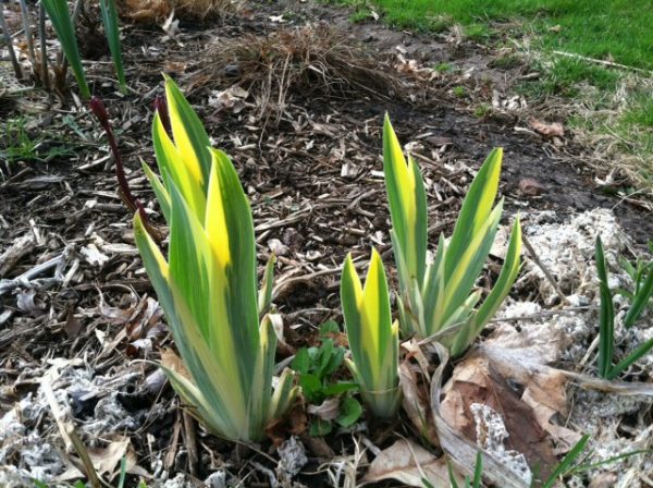 Spring's Prompt Perennials - White Flower Farm's blog