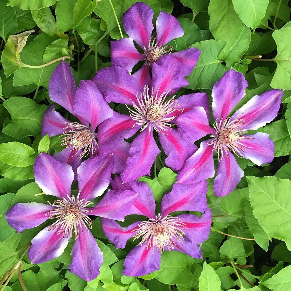 Plant Clematis for Extravagant Blooms - White Flower Farm's blog