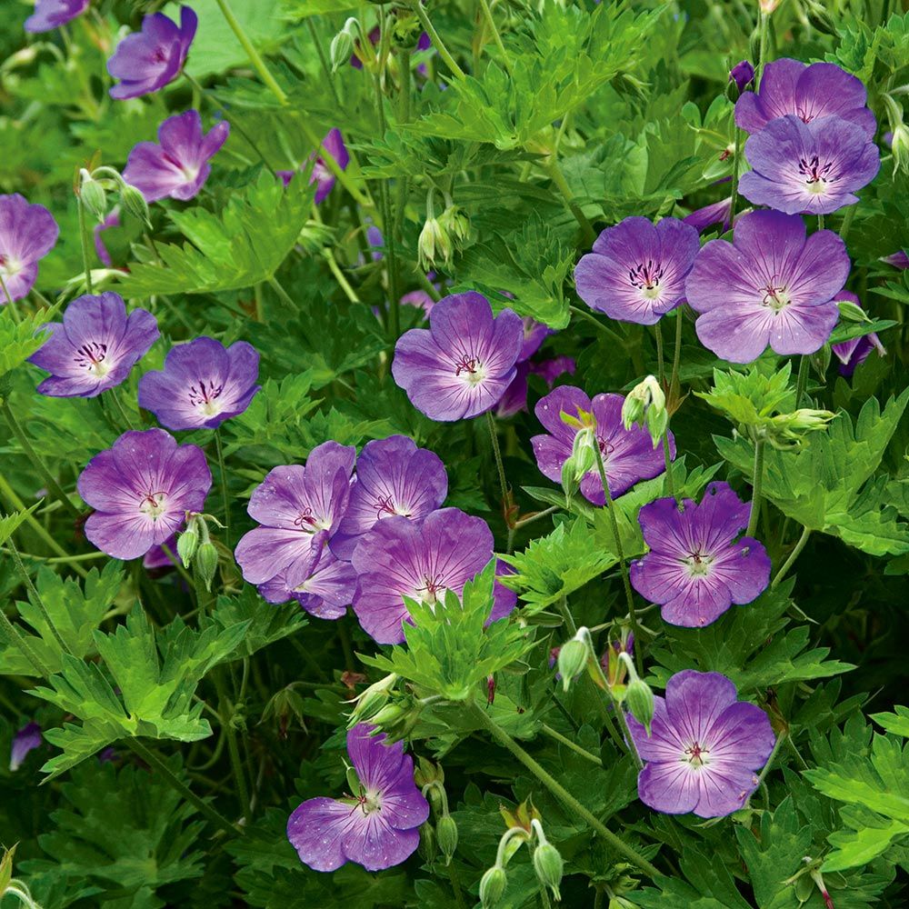 Geranium 'Rozanne' - White Flower Farm's blog