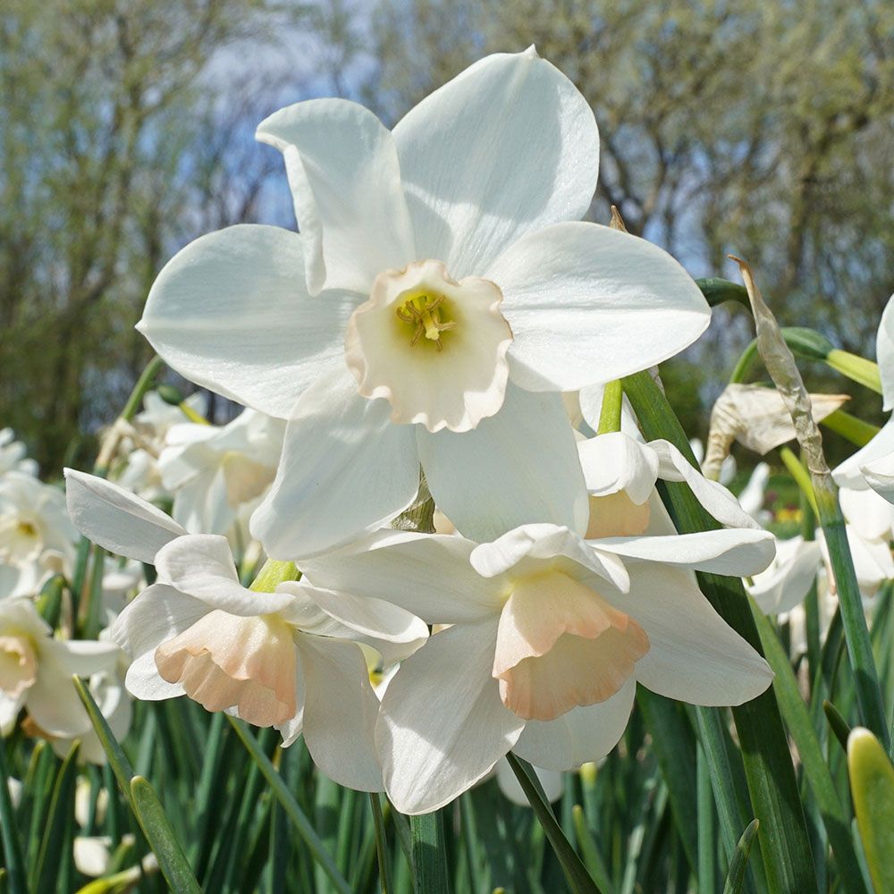 Narcissus New Tree Officially Released! Narcissus Flowers!