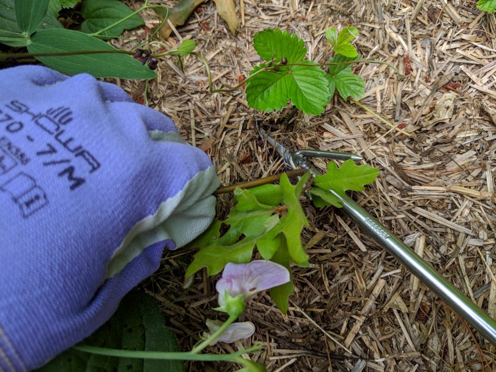 Summer Garden To-Do List - White Flower Farm's blog