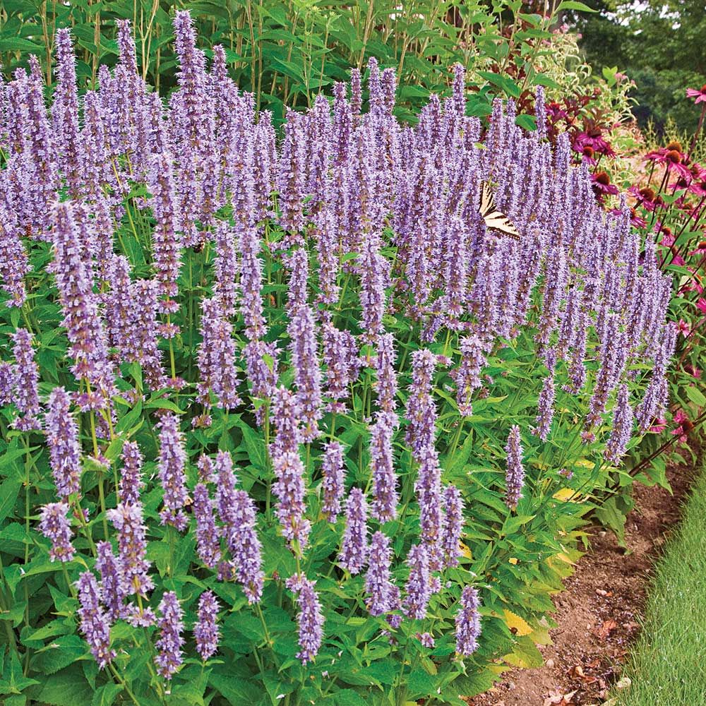 Agastache 'Blue Fortune' - White Flower Farm's blog