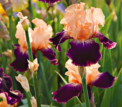 Planting and Growing Bearded Iris - White Flower Farm's blog