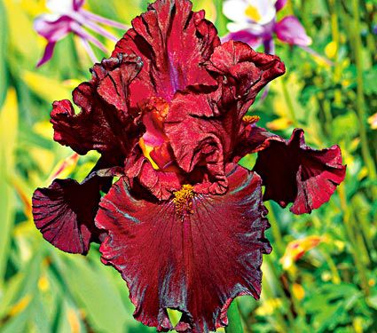 Planting and Growing Bearded Iris - White Flower Farm's blog