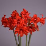 Different Types of Amaryllis - White Flower Farm's blog