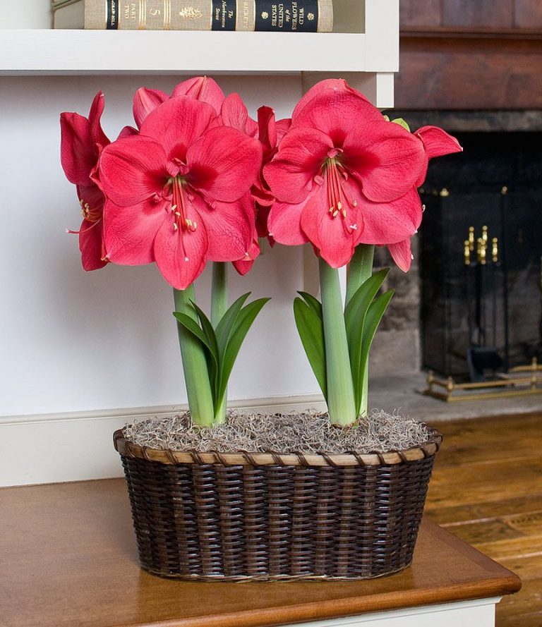 Different Types of Amaryllis - White Flower Farm's blog