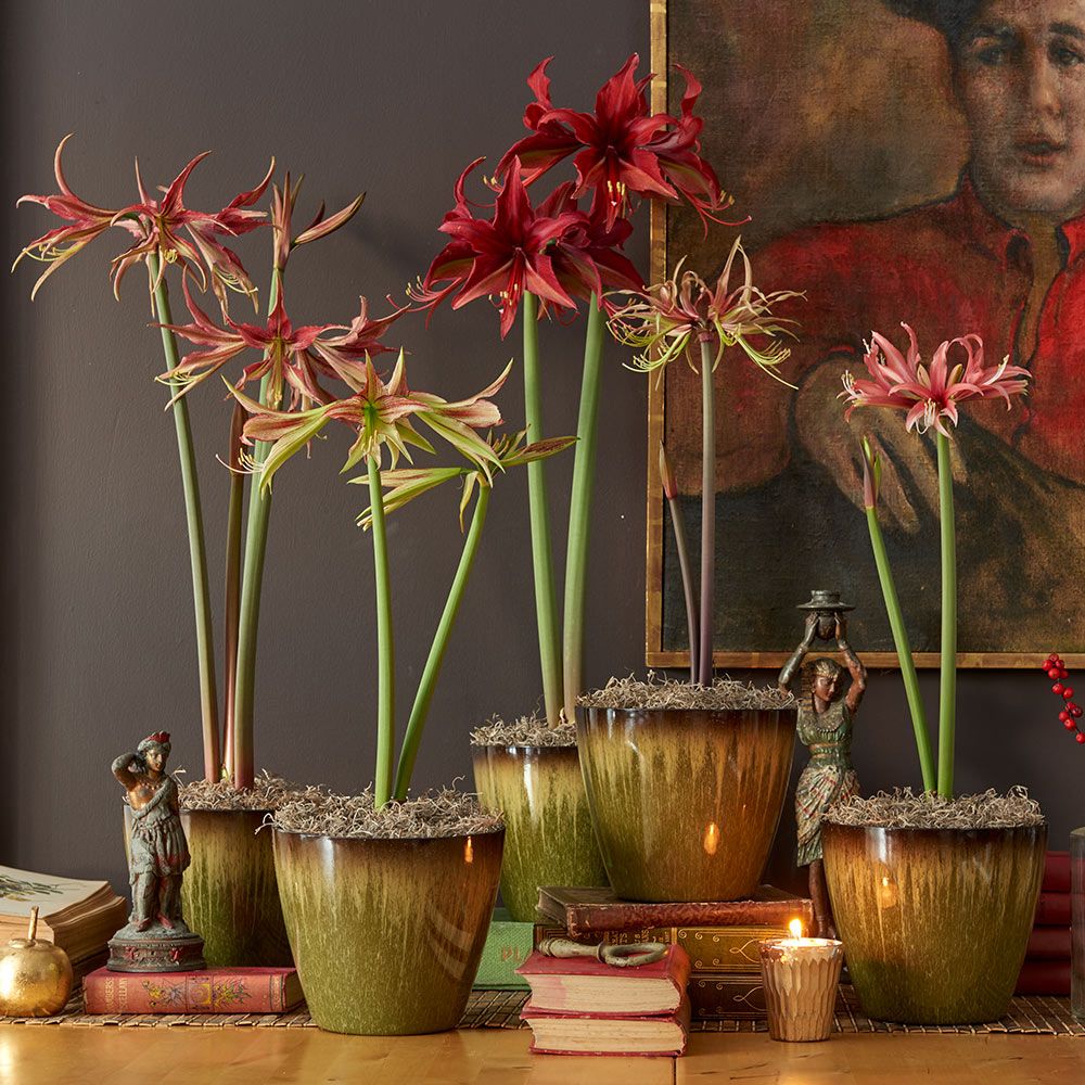 Different Types of Amaryllis - White Flower Farm's blog