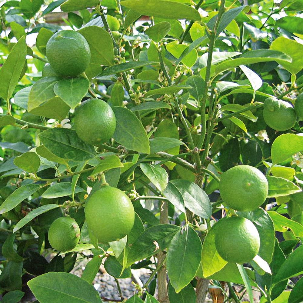 Key Lime - White Flower Farm's blog