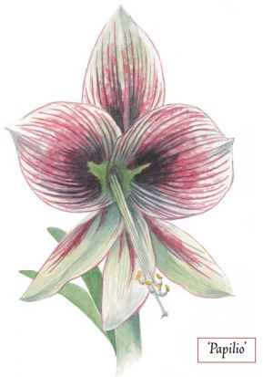 'Papilio' - White Flower Farm's blog