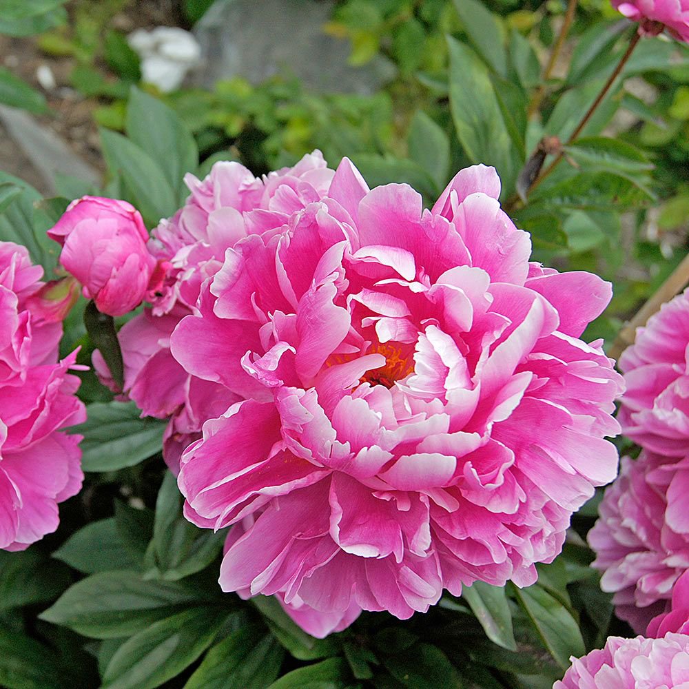 Tips for Growing Peonies - White Flower Farm's blog