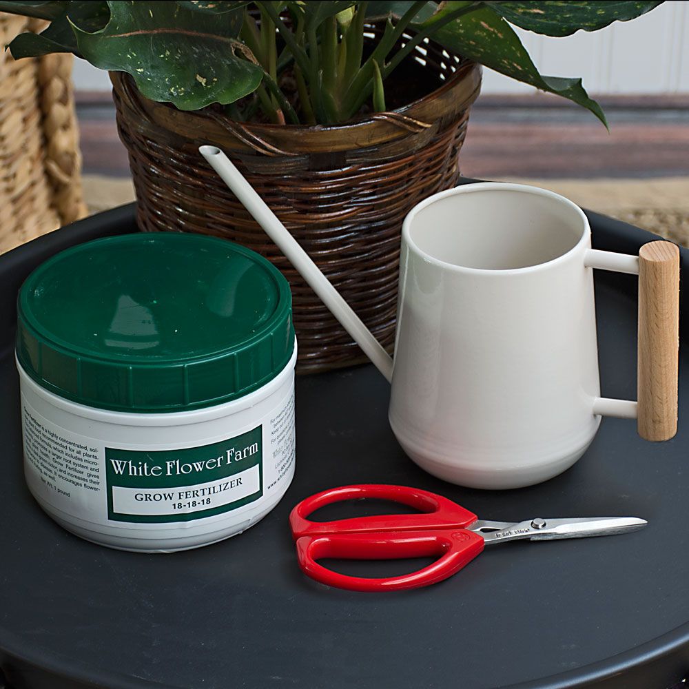 How to grow houseplants - White Flower Farm's blog
