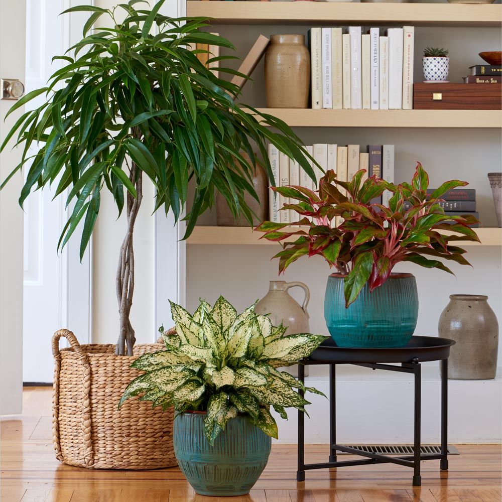 How to grow houseplants - White Flower Farm's blog