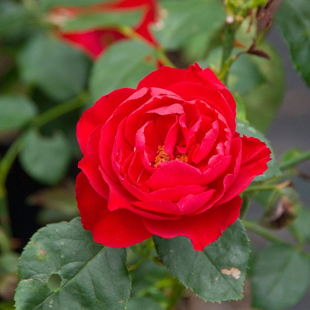 Keys to Growing Roses Successfully - White Flower Farm's blog