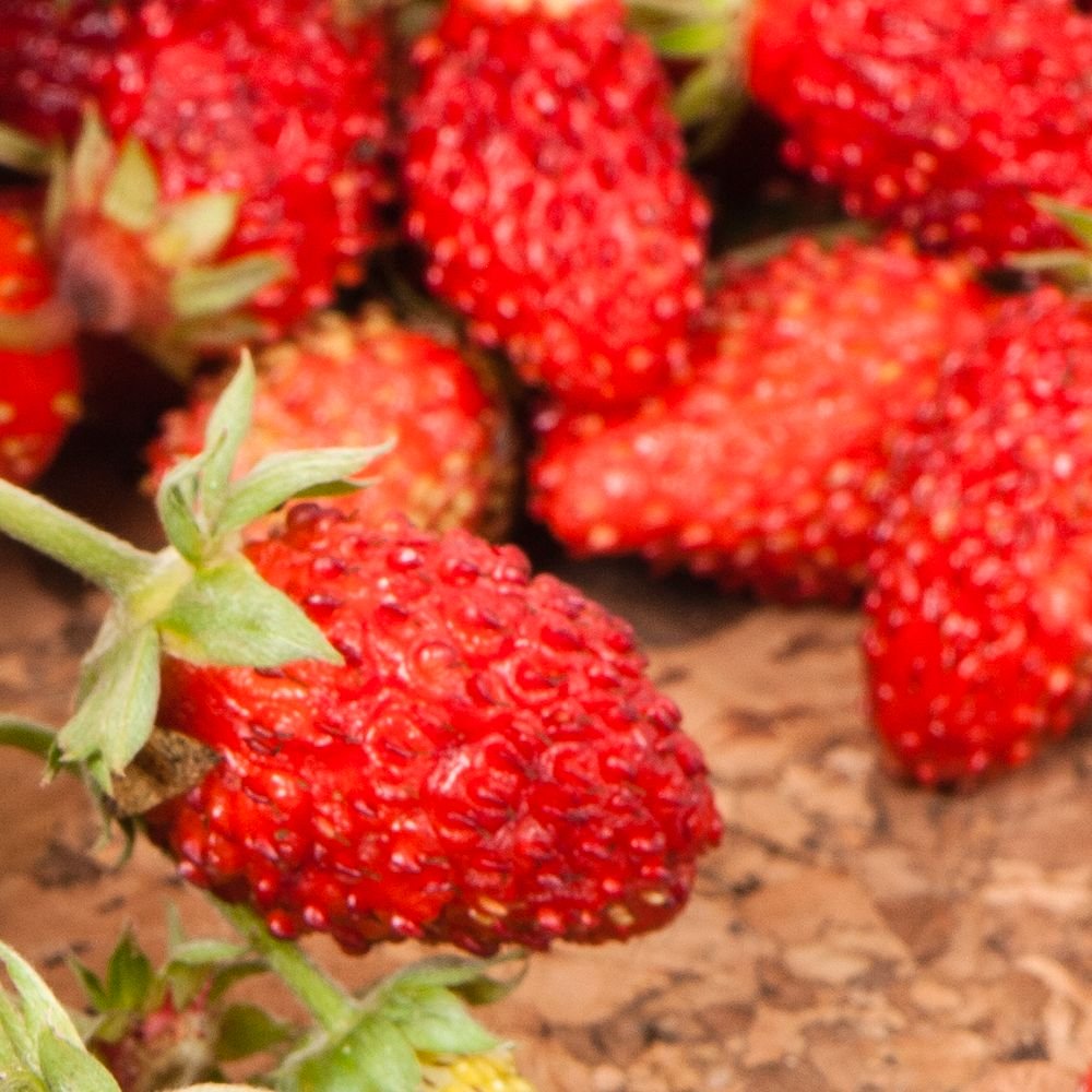 Five Ways to Use Woodland Strawberries (Fraises des Bois) - White ...