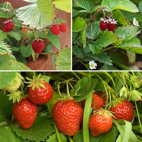 Strawberry_Collage - White Flower Farm's blog