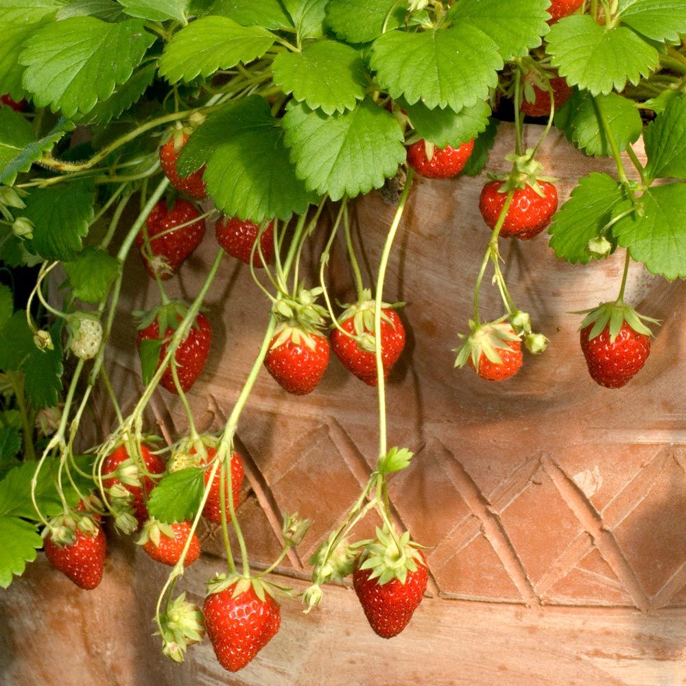 Five Ways to Use Woodland Strawberries (Fraises des Bois) - White ...