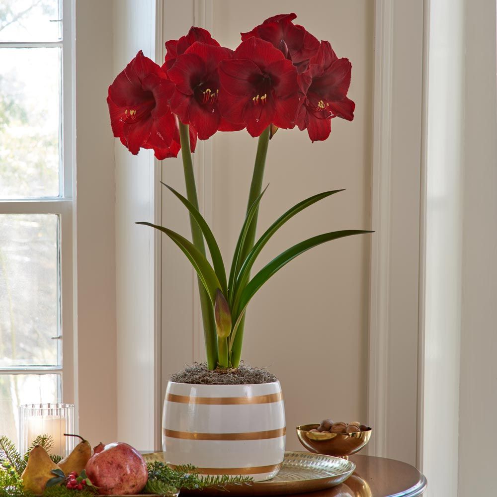 Gifting and Receiving Amaryllis (Hippeastrum) for Christmas - White ...