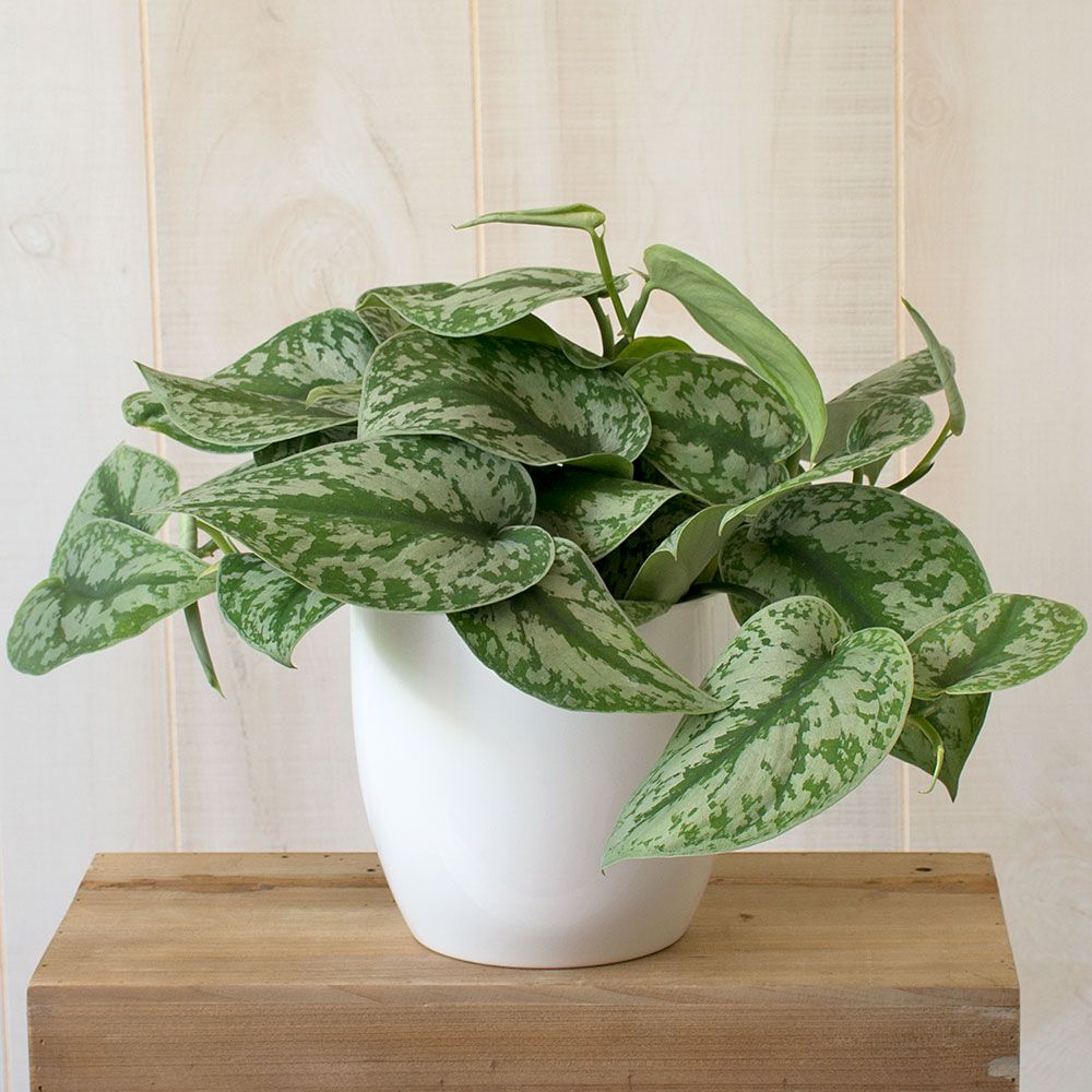 5 Top Houseplants for Great Gifting - White Flower Farm's blog